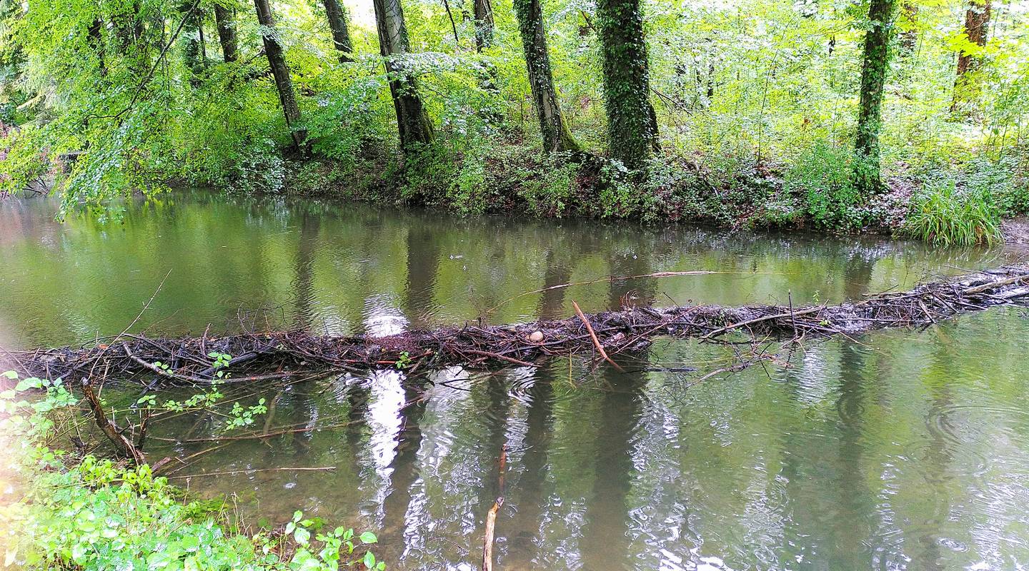 Biber als Landschaftsgestalter und Klimahelfer | Pro Natura Luzern